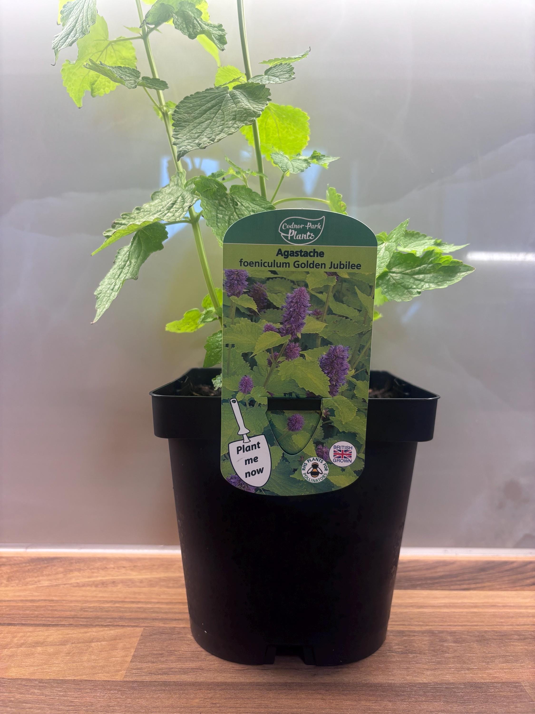 Agastache Golden Jubilee 2L Hyssop plant AGASTACHE foeniculum/141099/1 ...